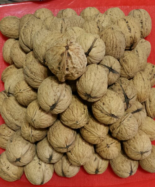 Walnut Math – Mathtuition88