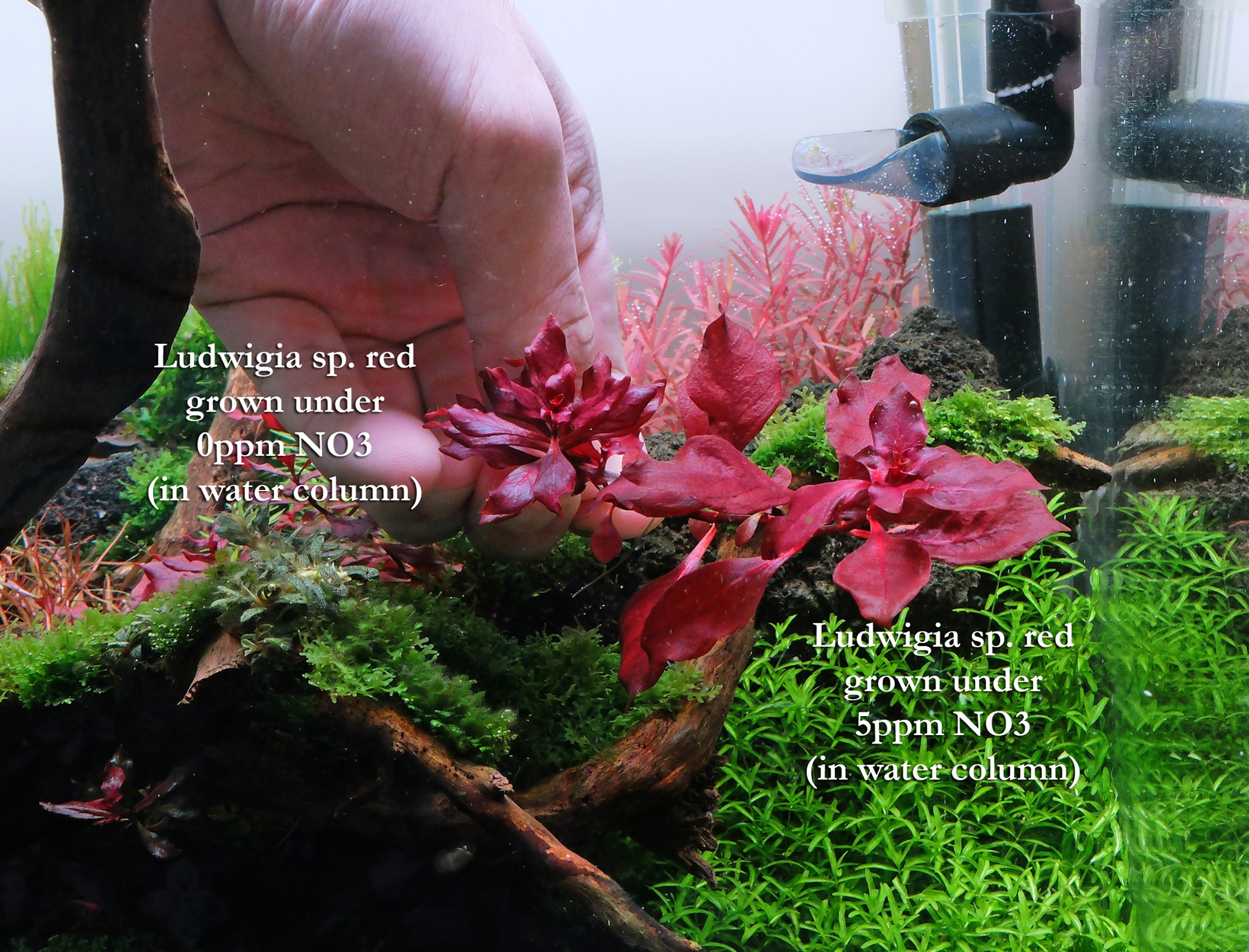 Easy Red Low Tech Plant: Ludwigia Super Red – Mathtuition88