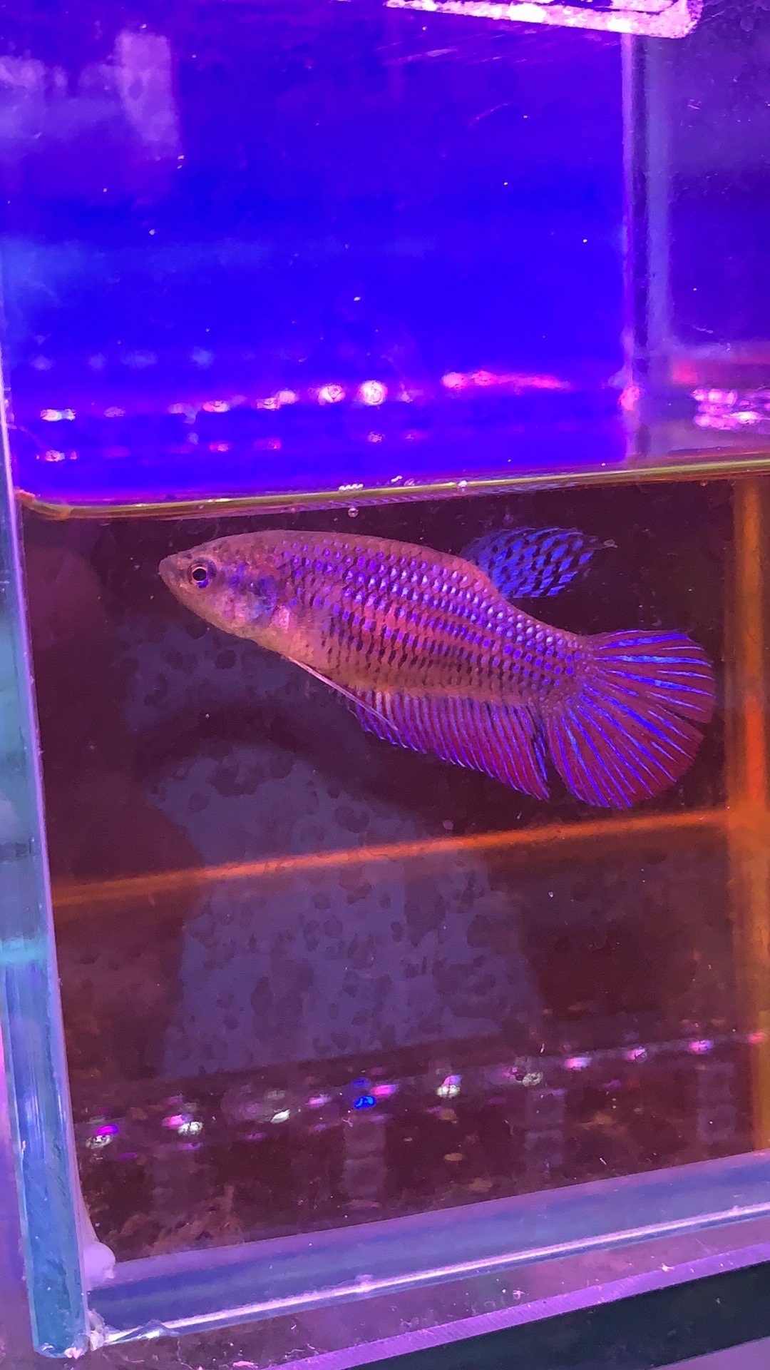Betta Tank 2 Gallon (female betta) – Mathtuition88