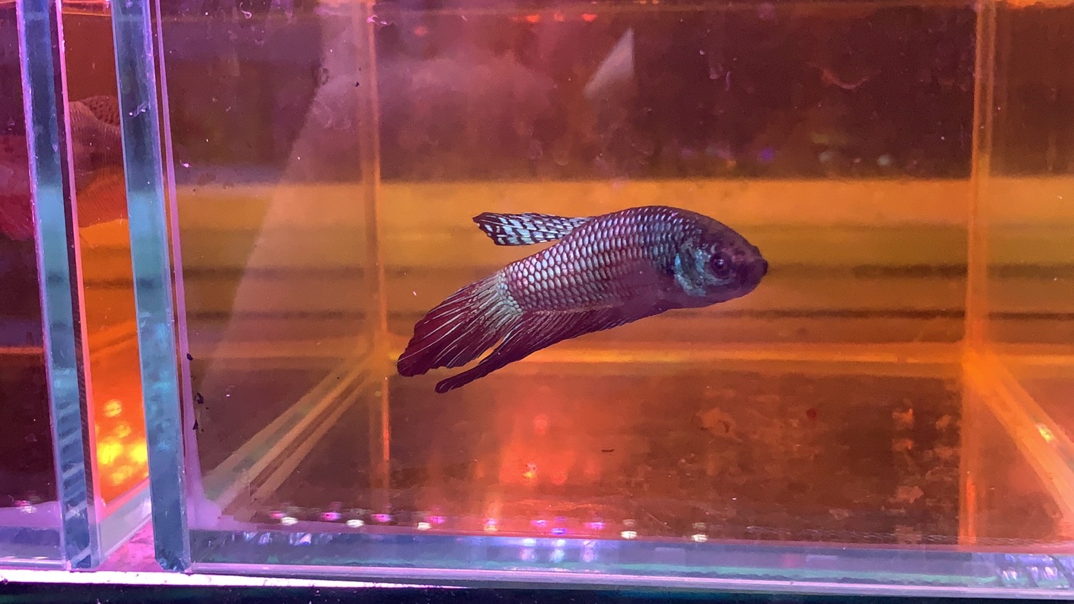 Betta Tank 2 Gallon (female betta) – Mathtuition88